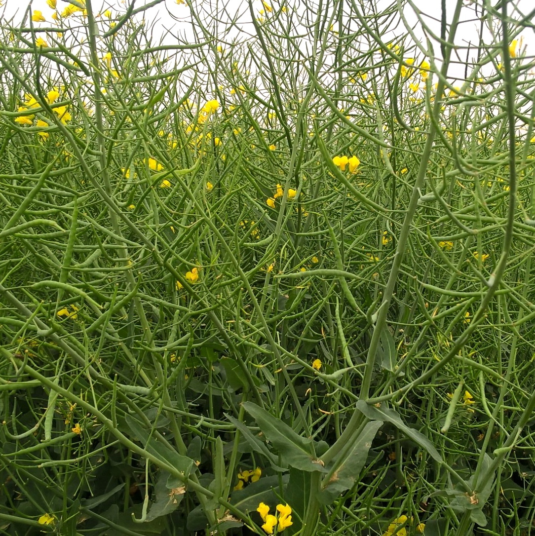 Aktuální doporučení - lepení řepky | CHEMAP AGRO
