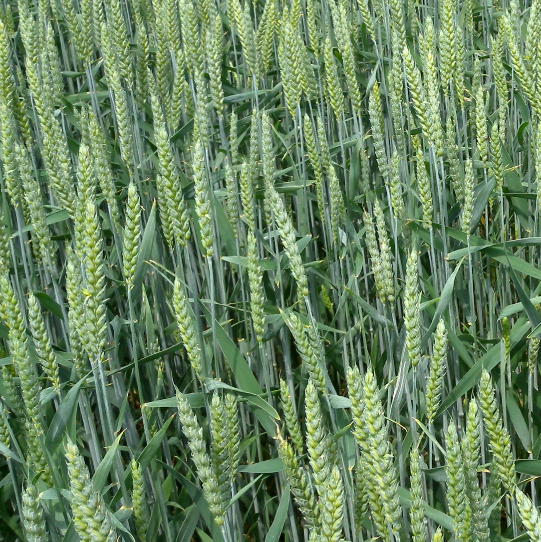 Obiloviny před metáním | CHEMAP AGRO